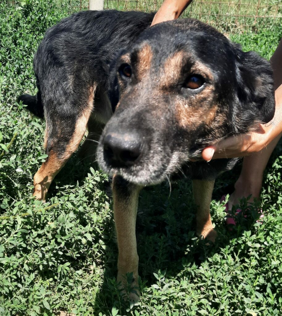 Schäferhund Mix / Mischling - Schaeferhundseite.de