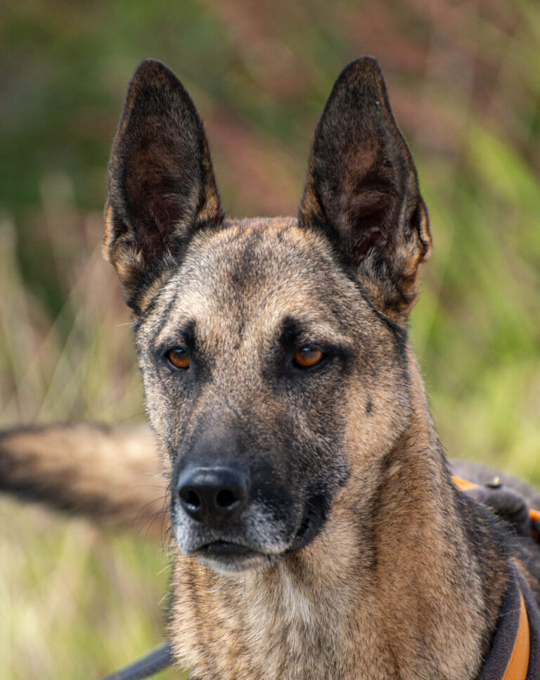 Schäferhund Mix / Mischling - Schaeferhundseite.de